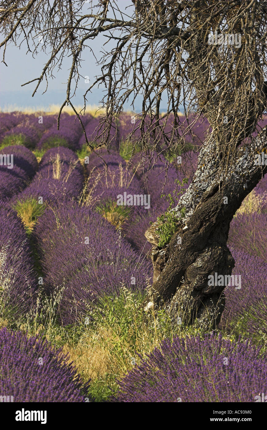 Almond tree in blossom france hi-res stock photography and images - Alamy
