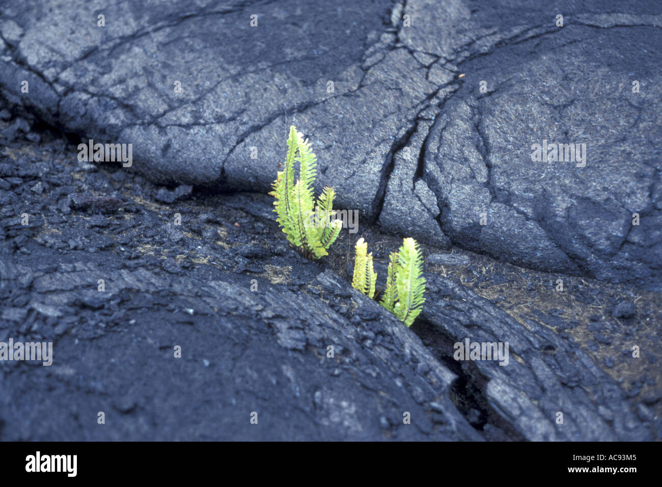 Hawaii ash fern plant hi-res stock photography and images - Alamy