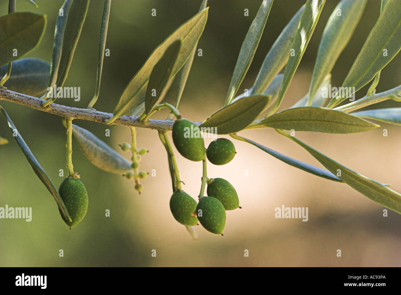 olive tree (Olea europaea), branch with olives, France, Provence Stock ...