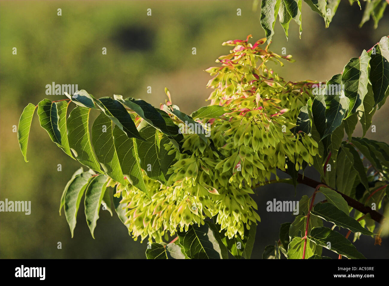 Manna Ash, Flowering Ash (Fraxinus ornus), leaves and fruits, France ...