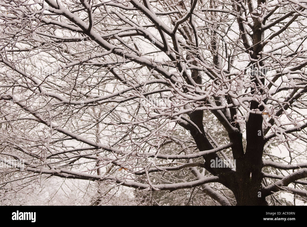 Snowfall on trees near Ann Arbor Michigan USA Stock Photo - Alamy