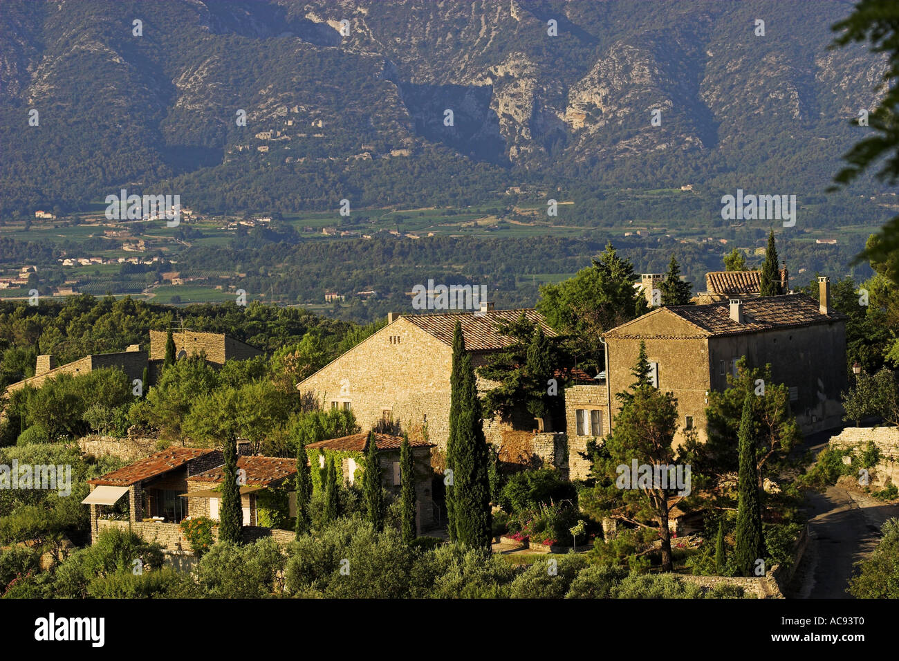 cypress (Cupressus spec.), houses with cypresses in Gordes, France ...