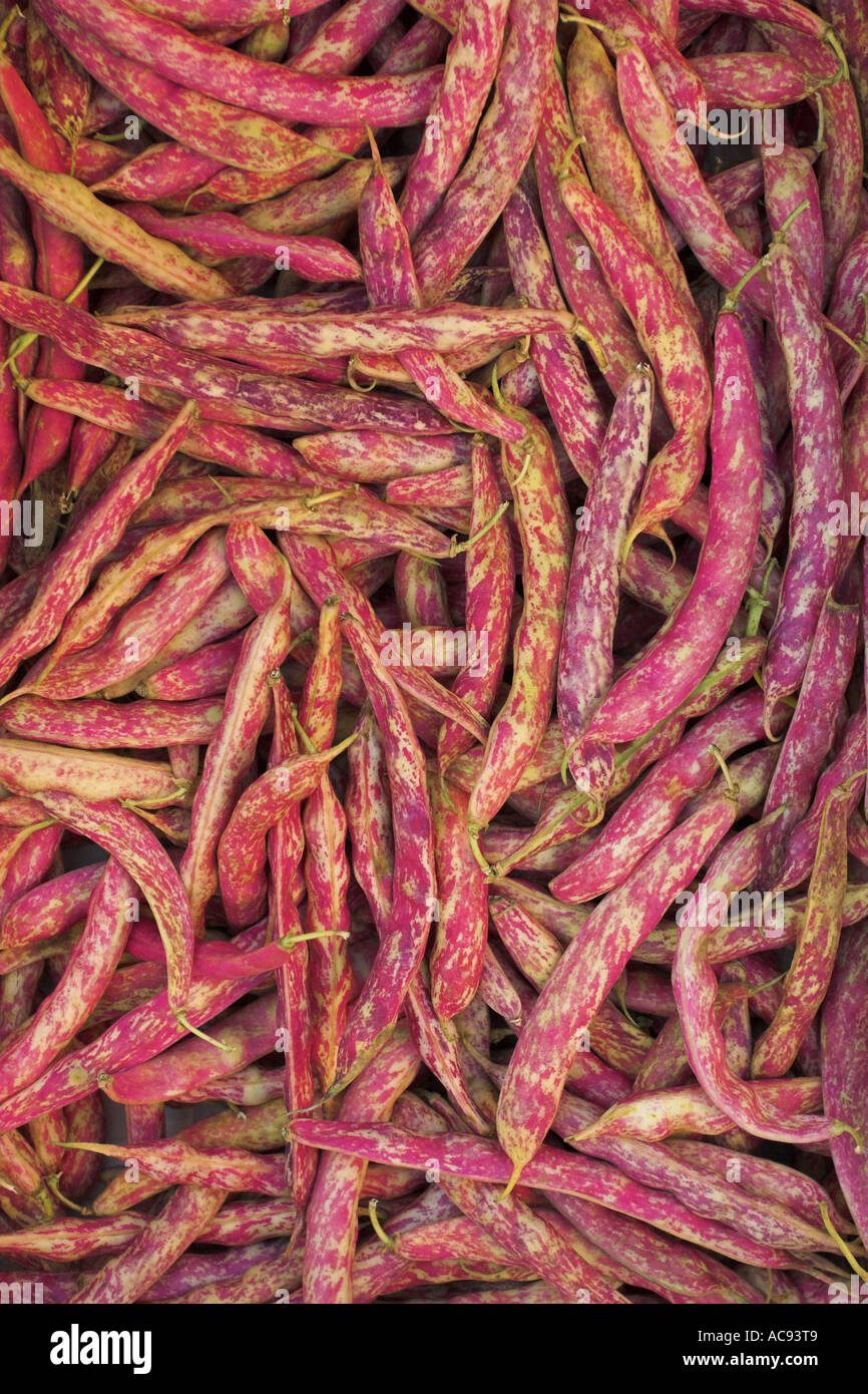 Var vulgaris hi-res stock photography and images - Alamy