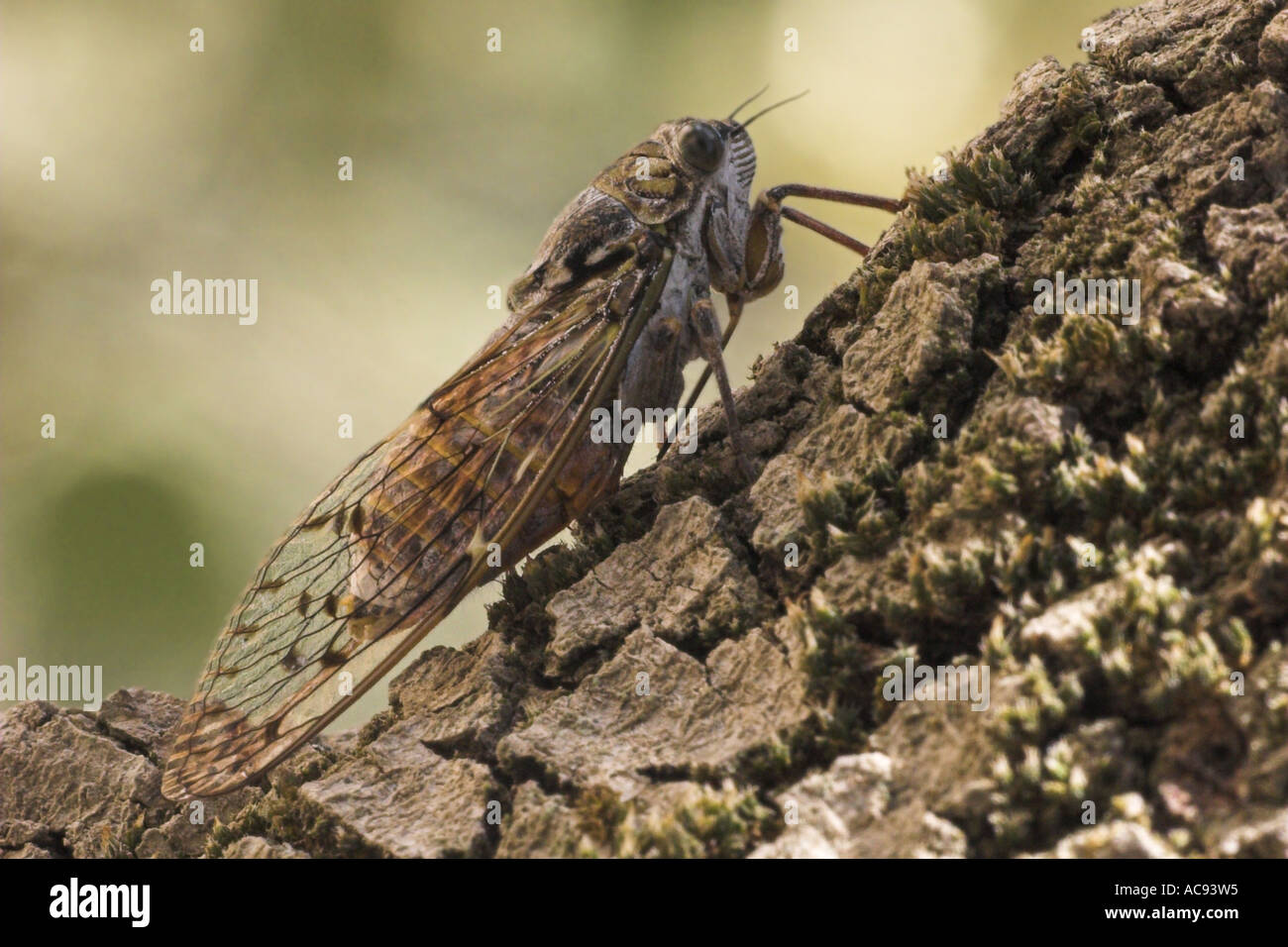 cicada (Cicada orni, Tettigia orni), on bark, France, Provence Stock ...