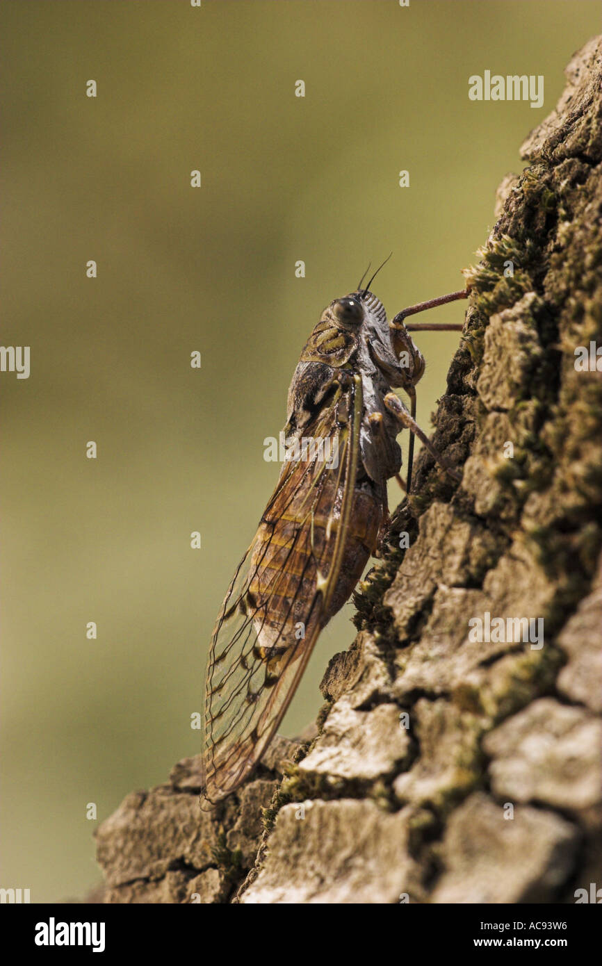 Cicadas france hi-res stock photography and images - Alamy