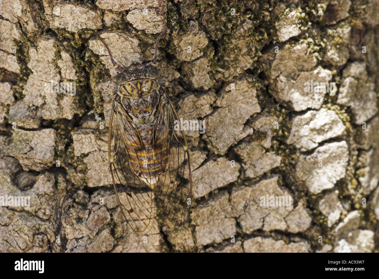 cicada (Cicada orni, Tettigia orni), on bark, France, Provence Stock ...