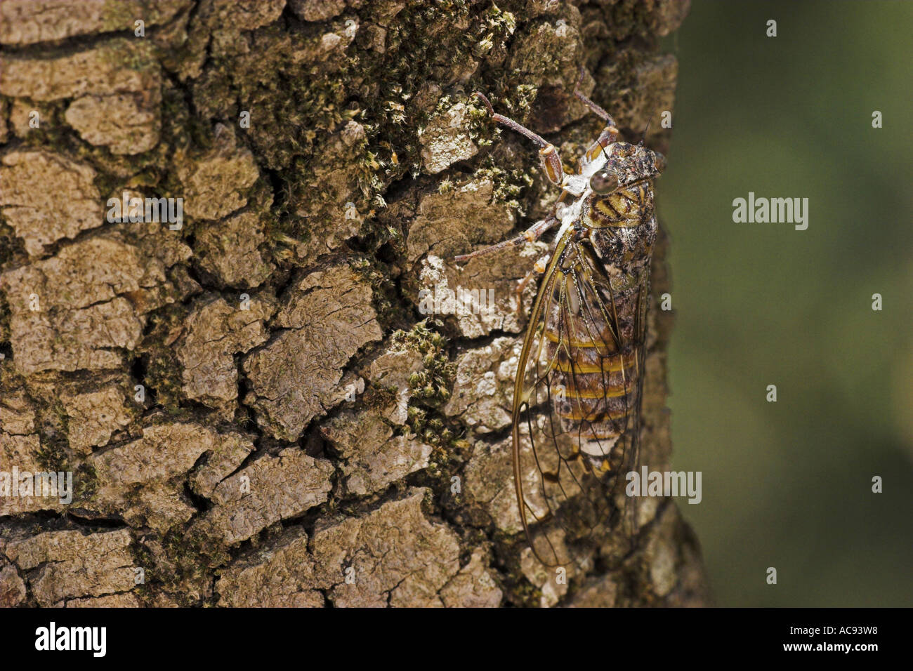 Cicadas france hi-res stock photography and images - Alamy