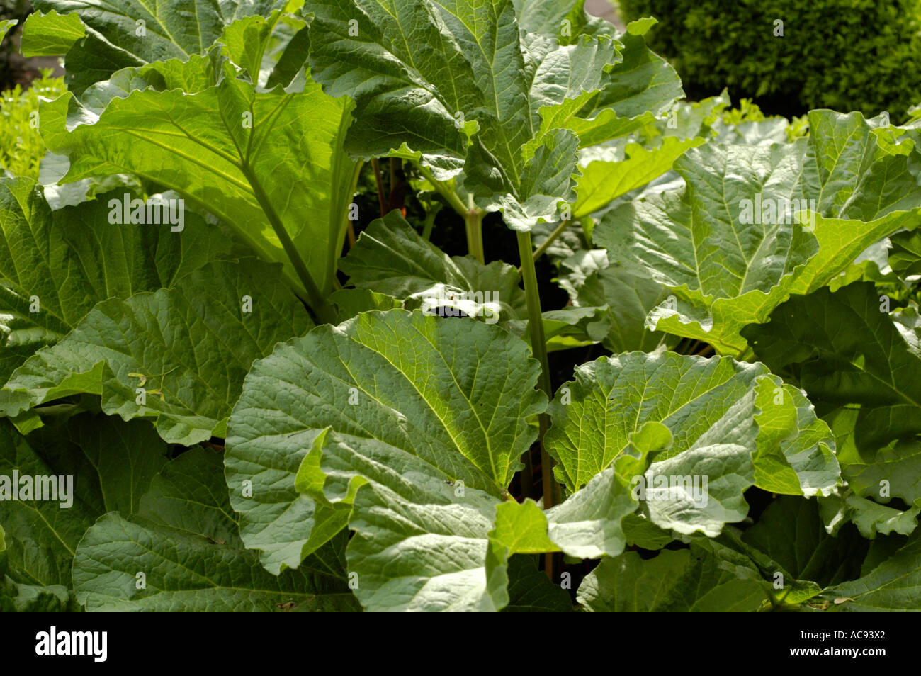 Leaves of Rhubarb Polygonaceae Rheum rhabarbarum undulatum Siberia ...