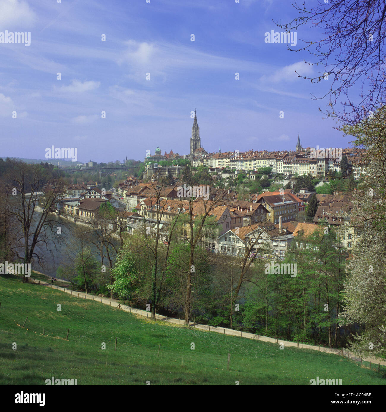 Skyline with field & trees in early Springtime with blossom foot ...