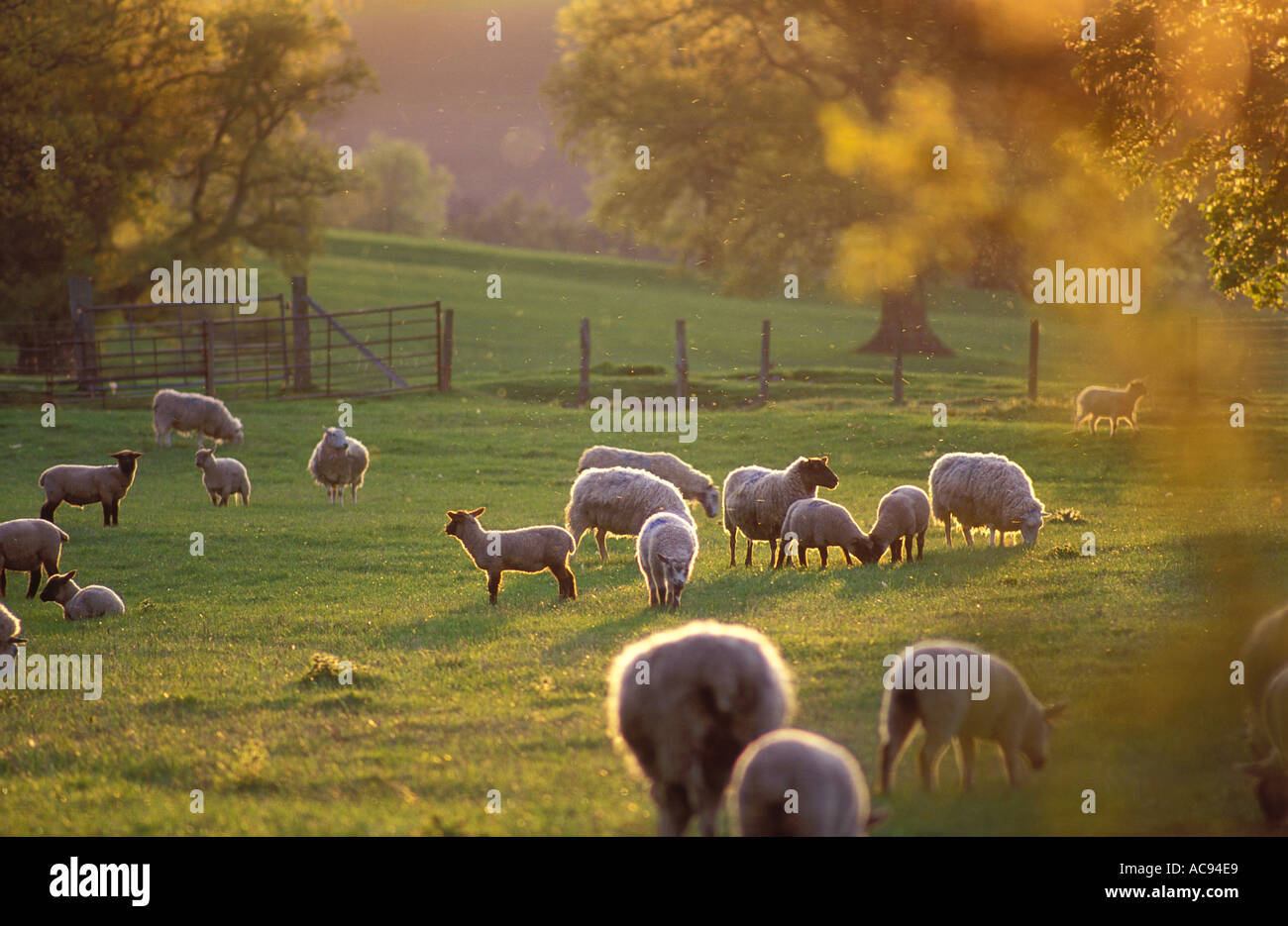 Llanfrynach hi-res stock photography and images - Alamy