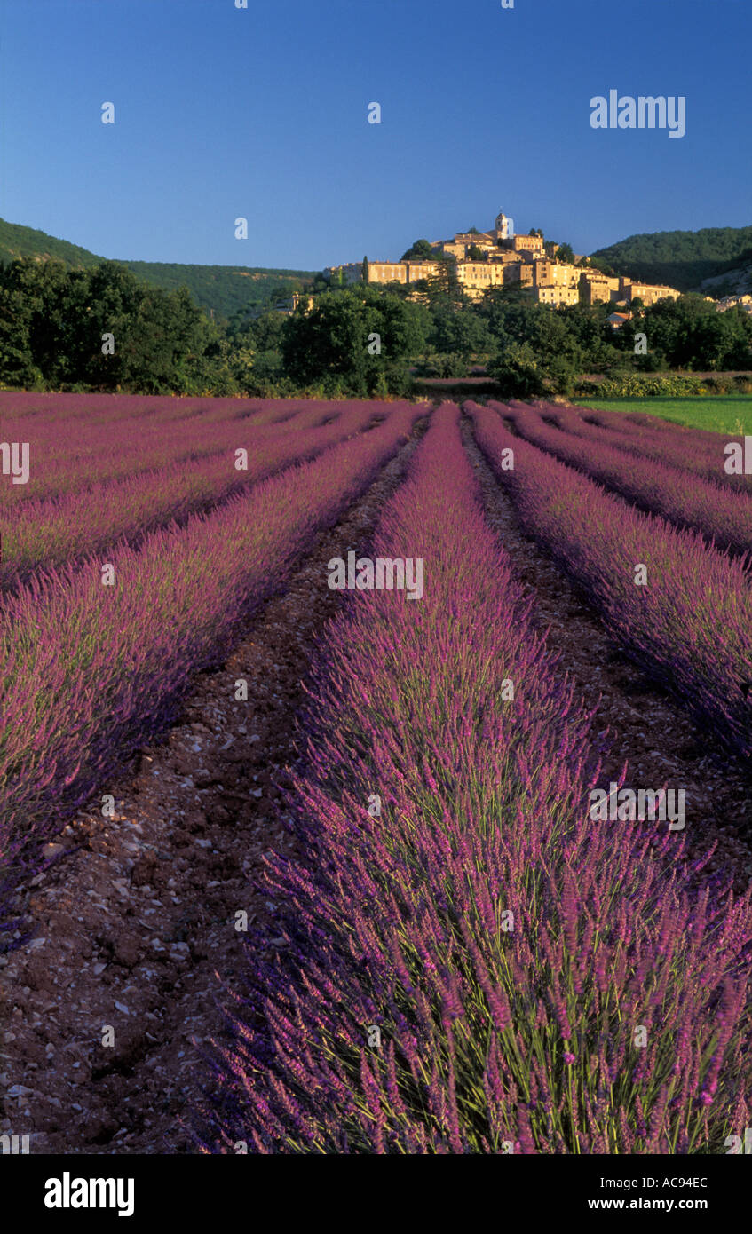 Lavender field Bagnon Provence France Stock Photo - Alamy