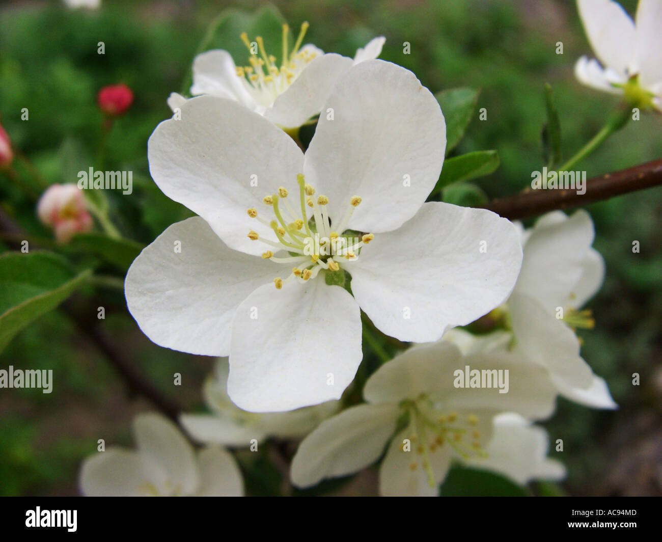Sargents Crabapple (Malus sargentii), cv. Tina: flower Stock Photo - Alamy