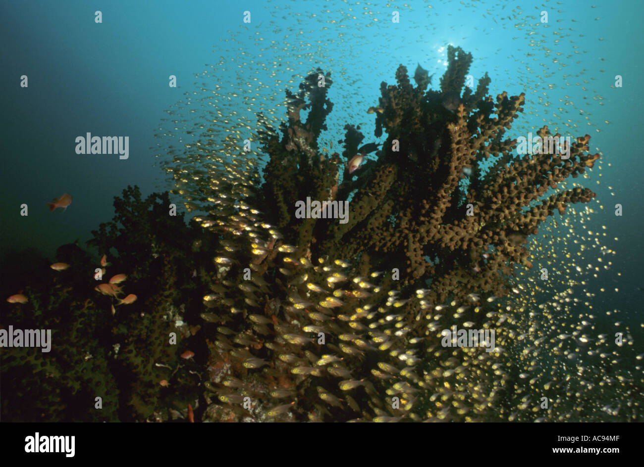 slender sweeper, pygmy sweeper (Parapriacanthus ransonneti), school ...