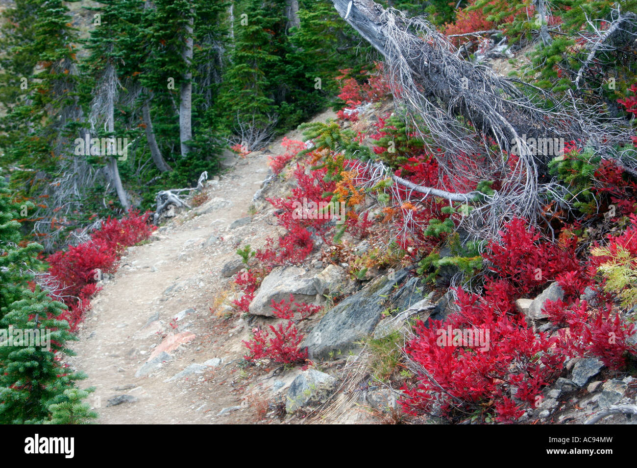 Crimson colors line the Ingalls Way Trail in fall Alpine Lakes ...