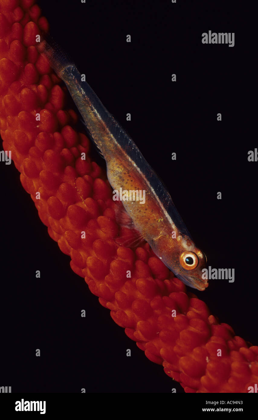 Loki whip goby hi-res stock photography and images - Alamy