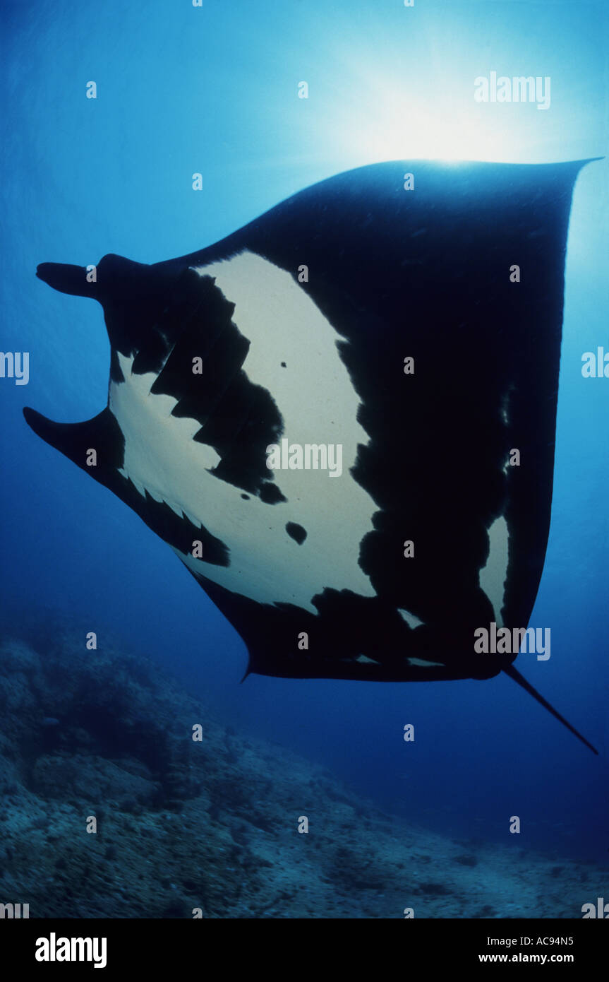 manta, Atlantic manta, giant devil ray, giant manta (Manta birostris ...