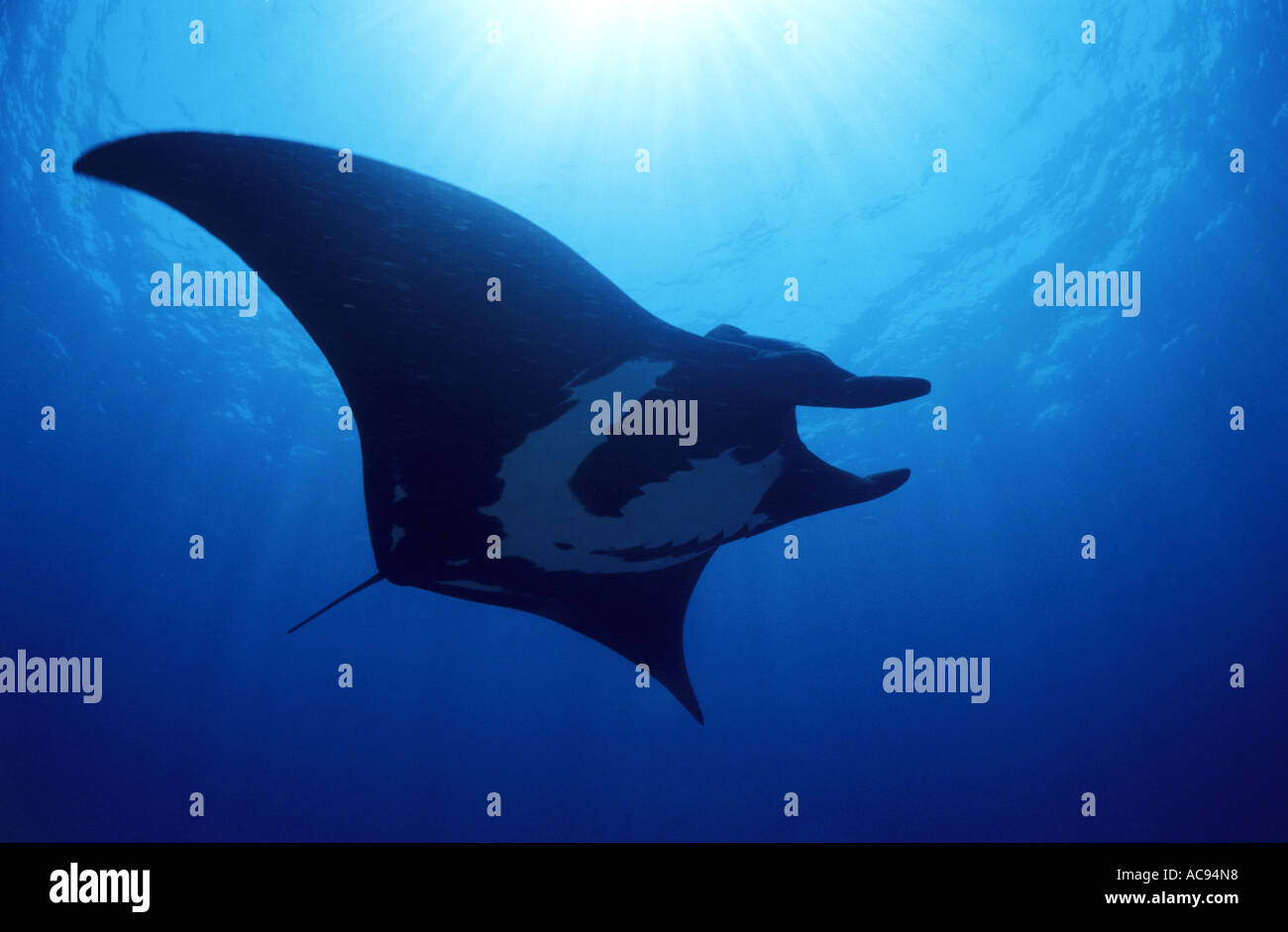 Giant manta ray eye hi-res stock photography and images - Alamy