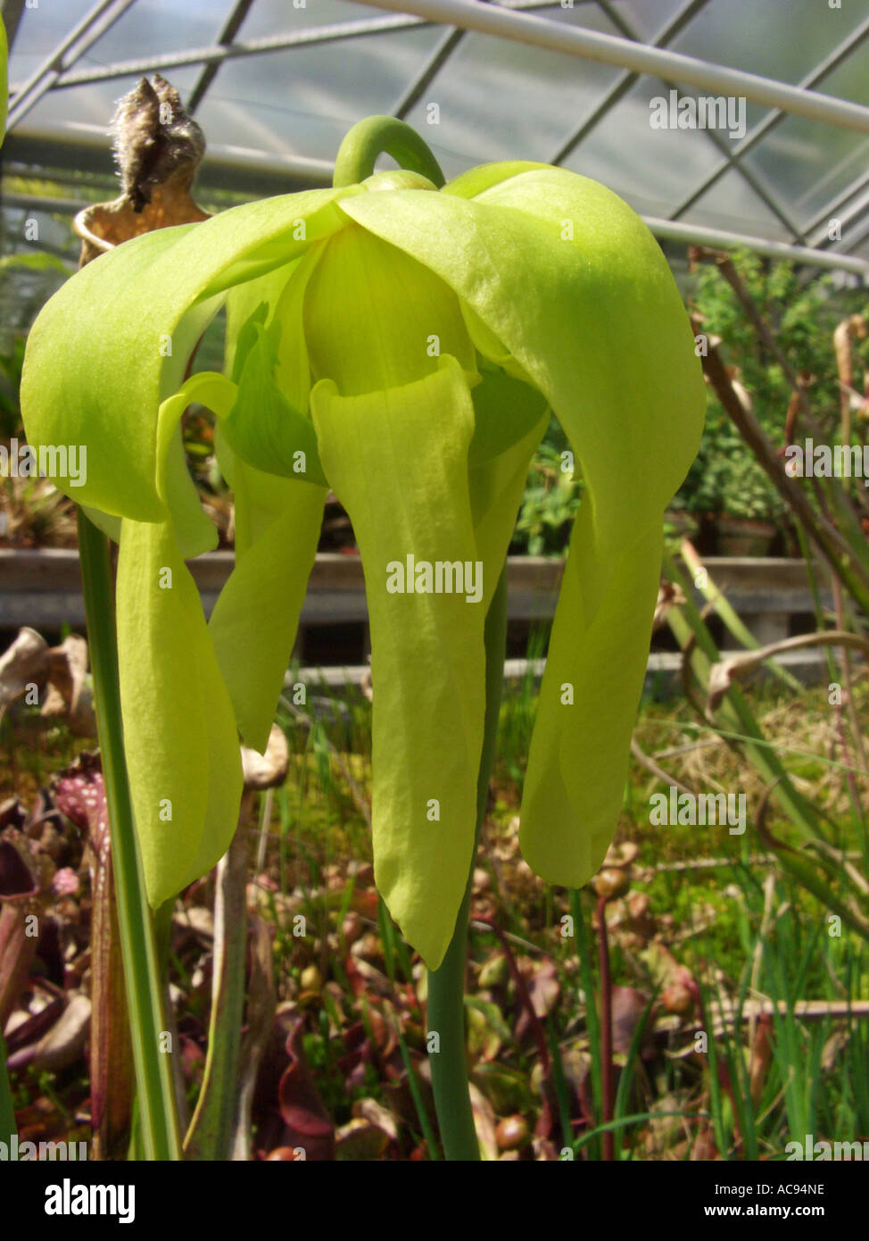 yellow pitcher plant, huntsman horn (Sarracenia flava), carnivorous ...
