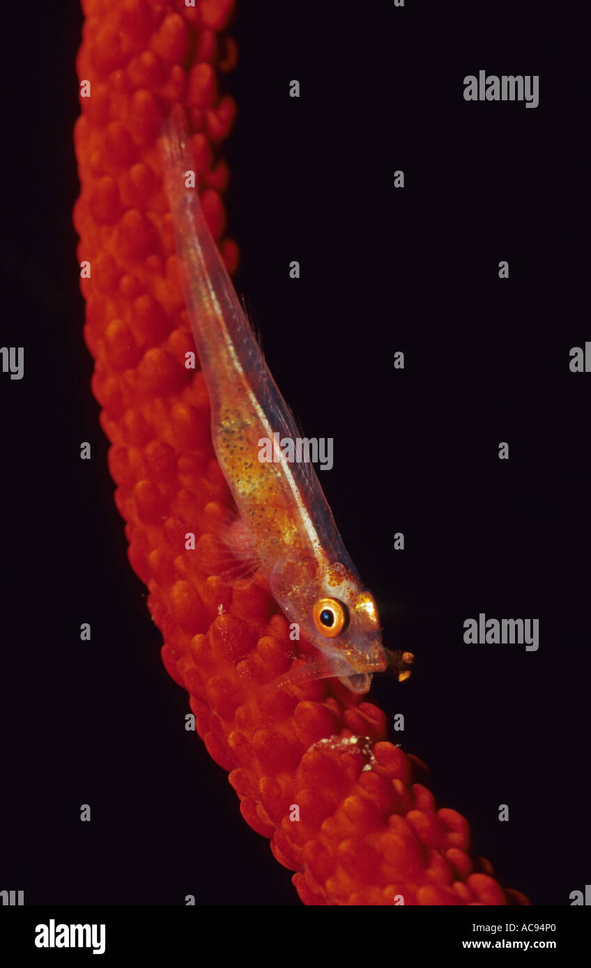 loki whip-goby (Bryaninops loki), eating young fish, Sudan Stock Photo ...