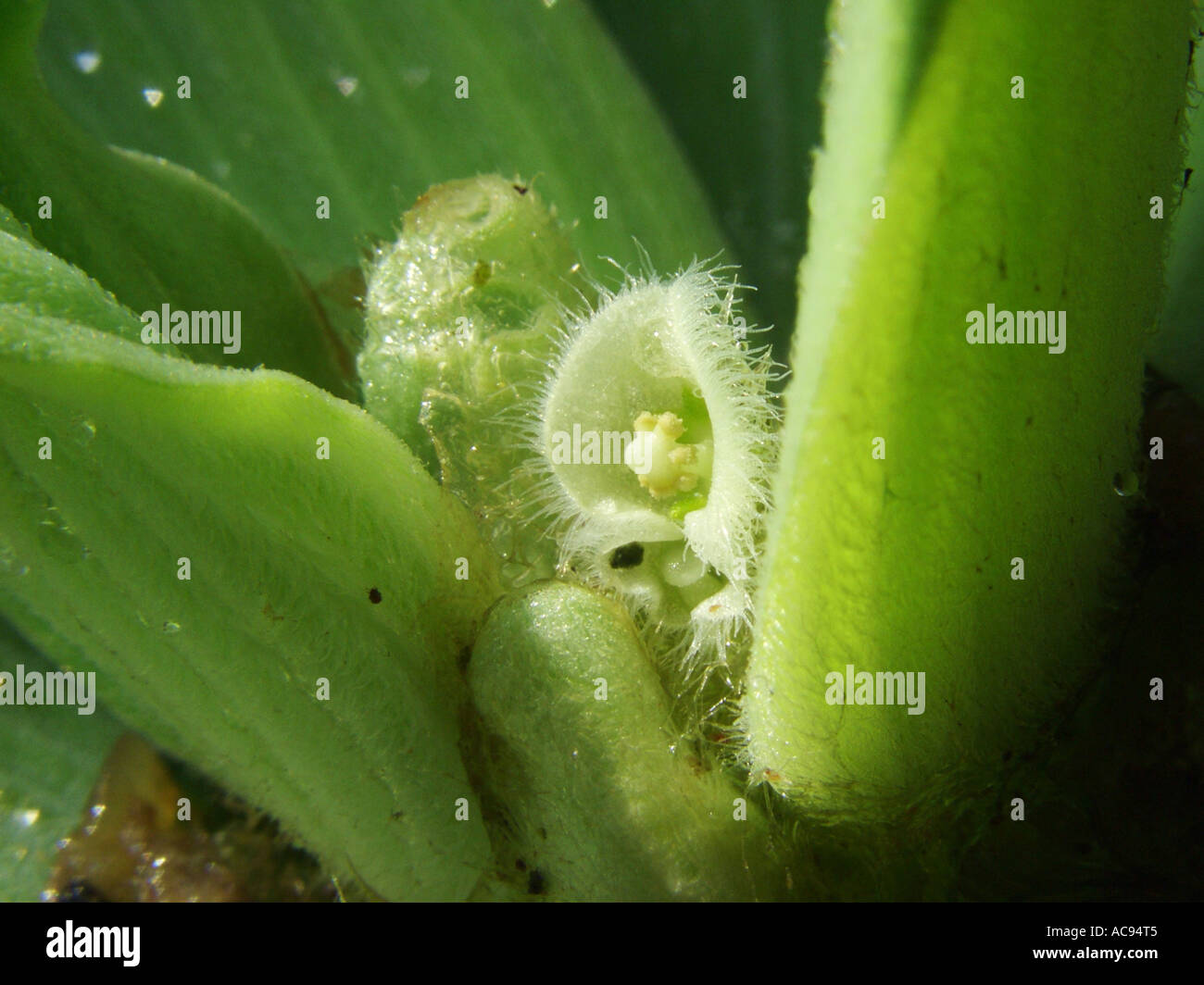 water lettuce, water cabbage, shellflower (Pistia stratiotes ...
