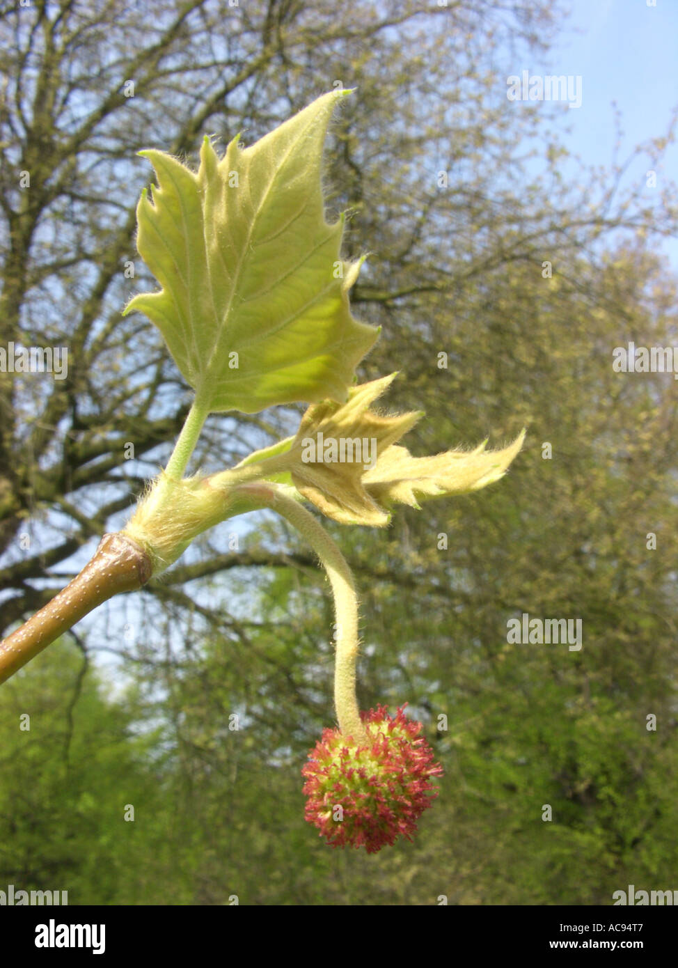 European plane, maple-leaved plane (Platanus hispanica (Platanus x ...