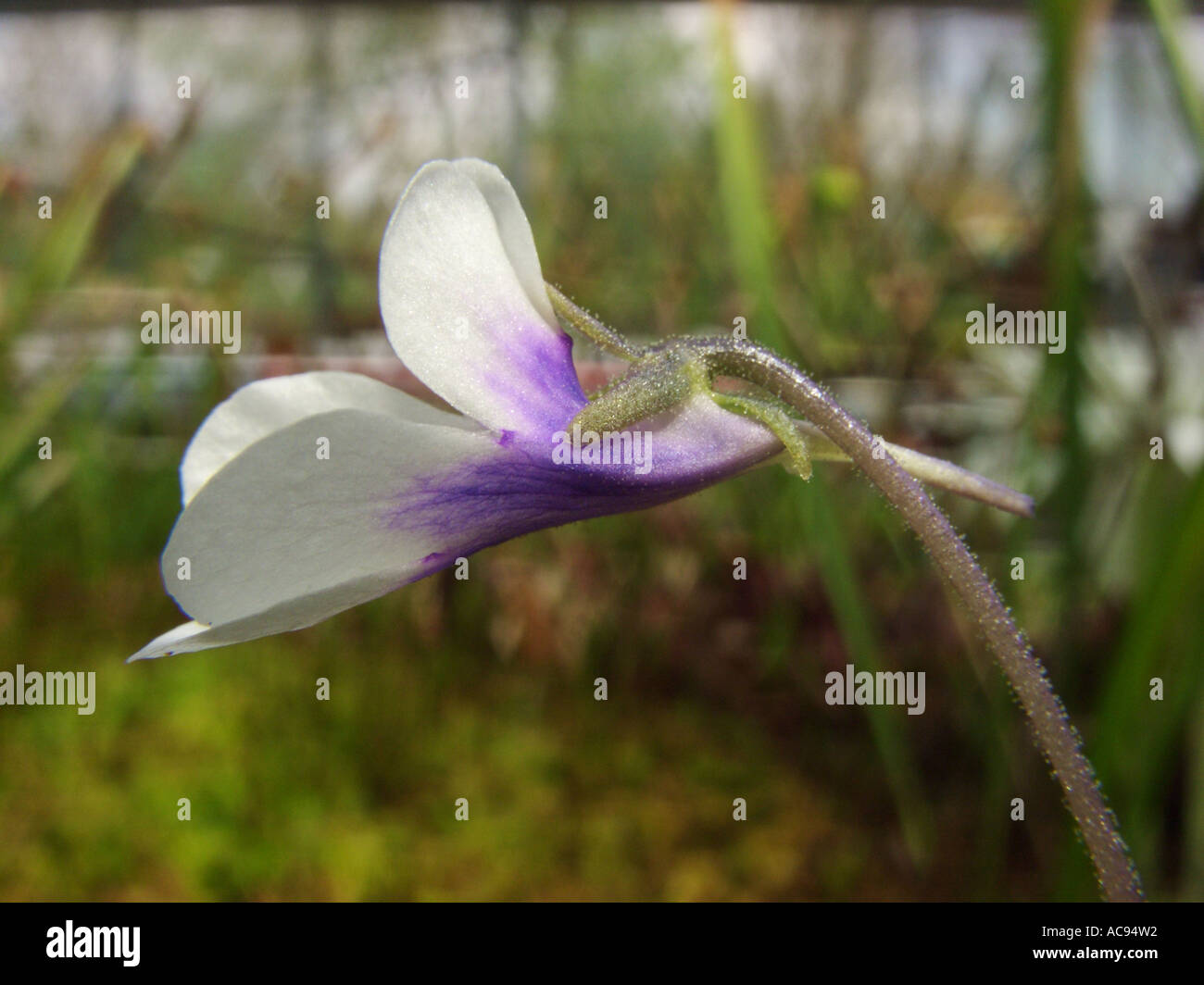 Corsican Butterwort (Pinguicula corsica), carnivorous plant, flower ...