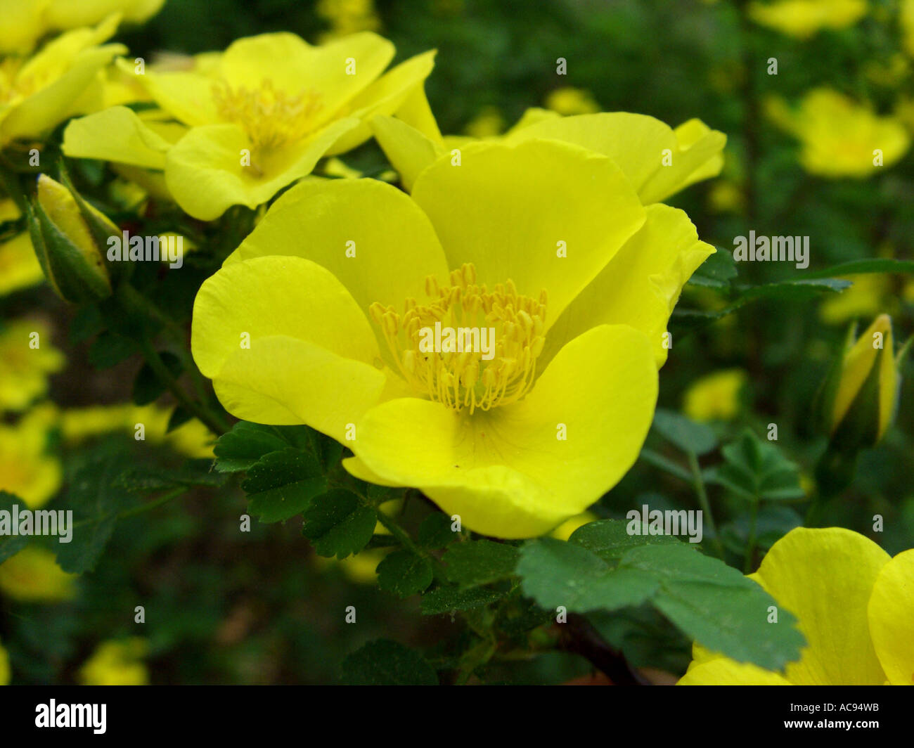 golden rose of china, father hugo rose (Rosa hugonis (Rosa xanthina fo ...