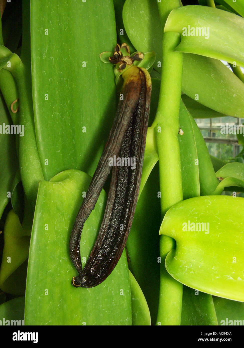 Fruit silicula hi-res stock photography and images - Alamy