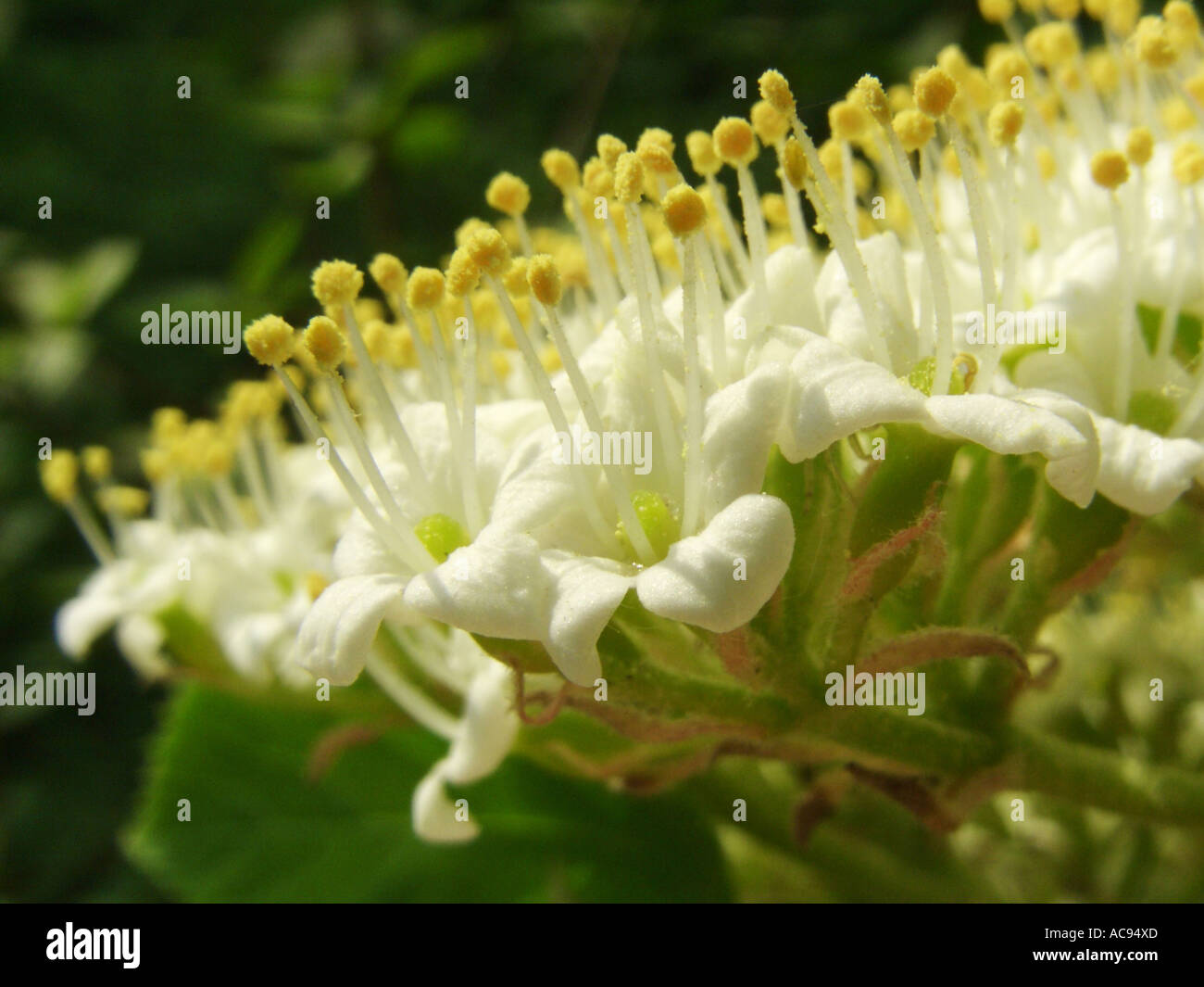 wayfaring-tree (Viburnum lantana), inflorescence Stock Photo - Alamy