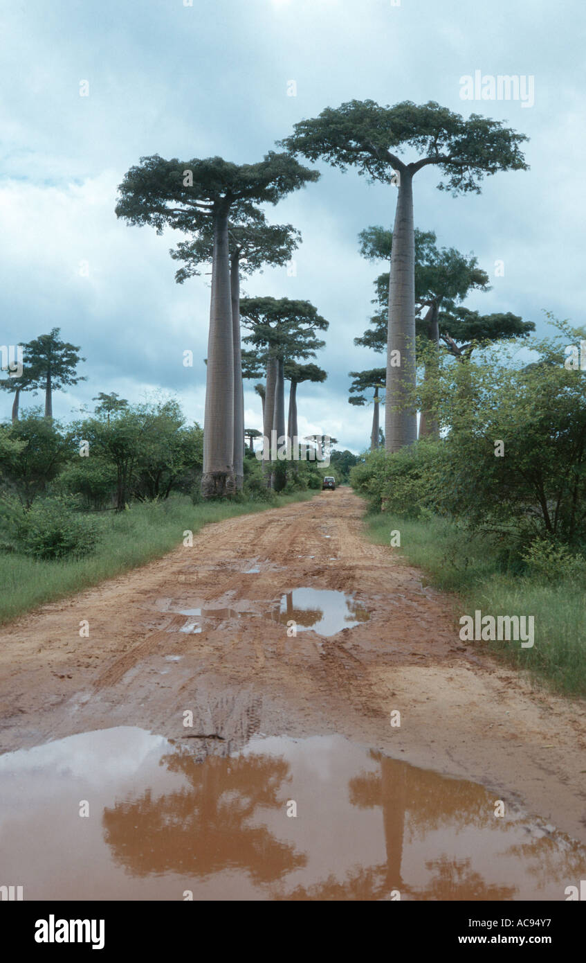 baobab (Adansonia grandidieri), trees in Madagascar at the border of ...