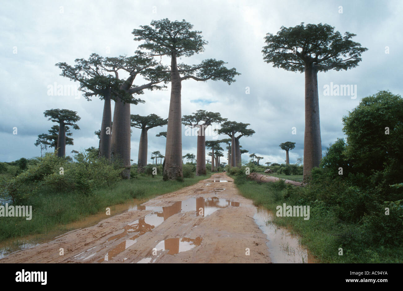 baobab (Adansonia grandidieri), trees in Madagascar at the border of ...