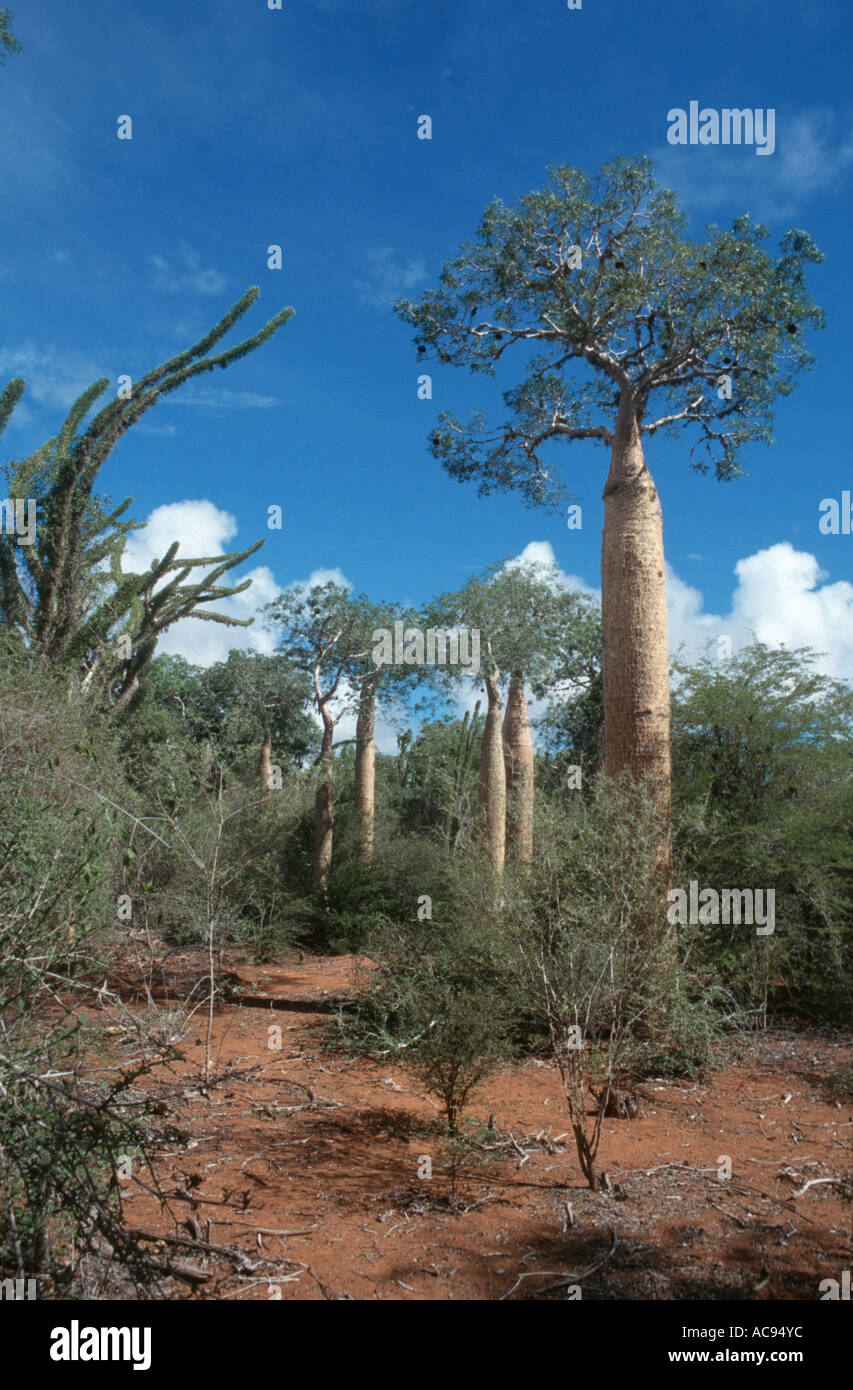 baobab, monkey bread, monkey tamarind (Adansonia spec.), trees in ...