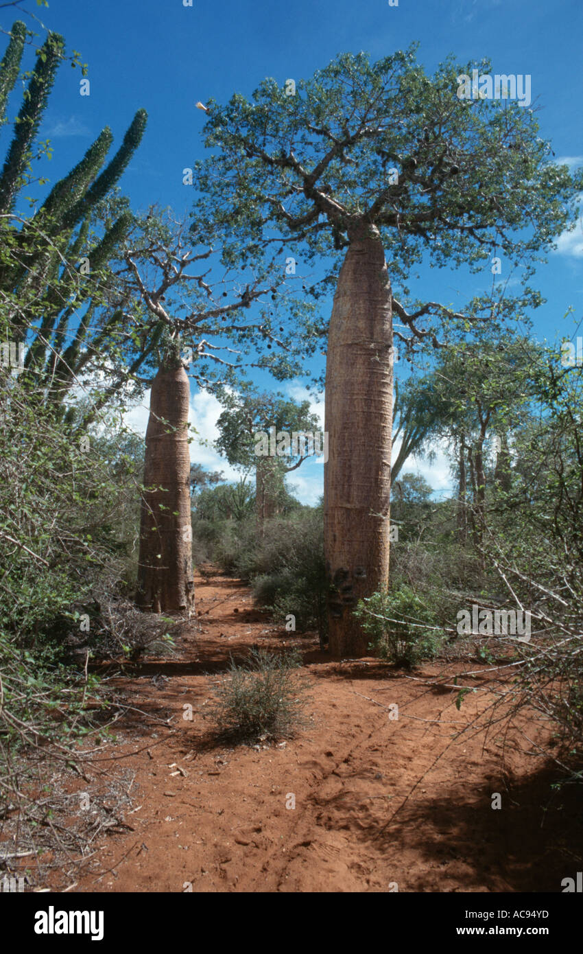 baobab, monkey bread, monkey tamarind (Adansonia spec.), trees in ...
