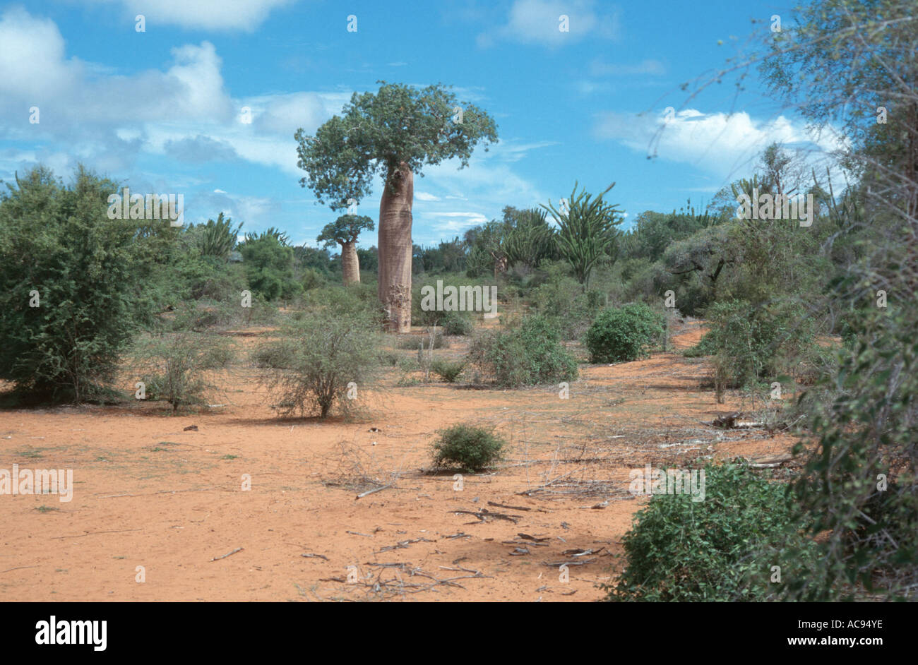 baobab, monkey bread, monkey tamarind (Adansonia digitata), trees in ...