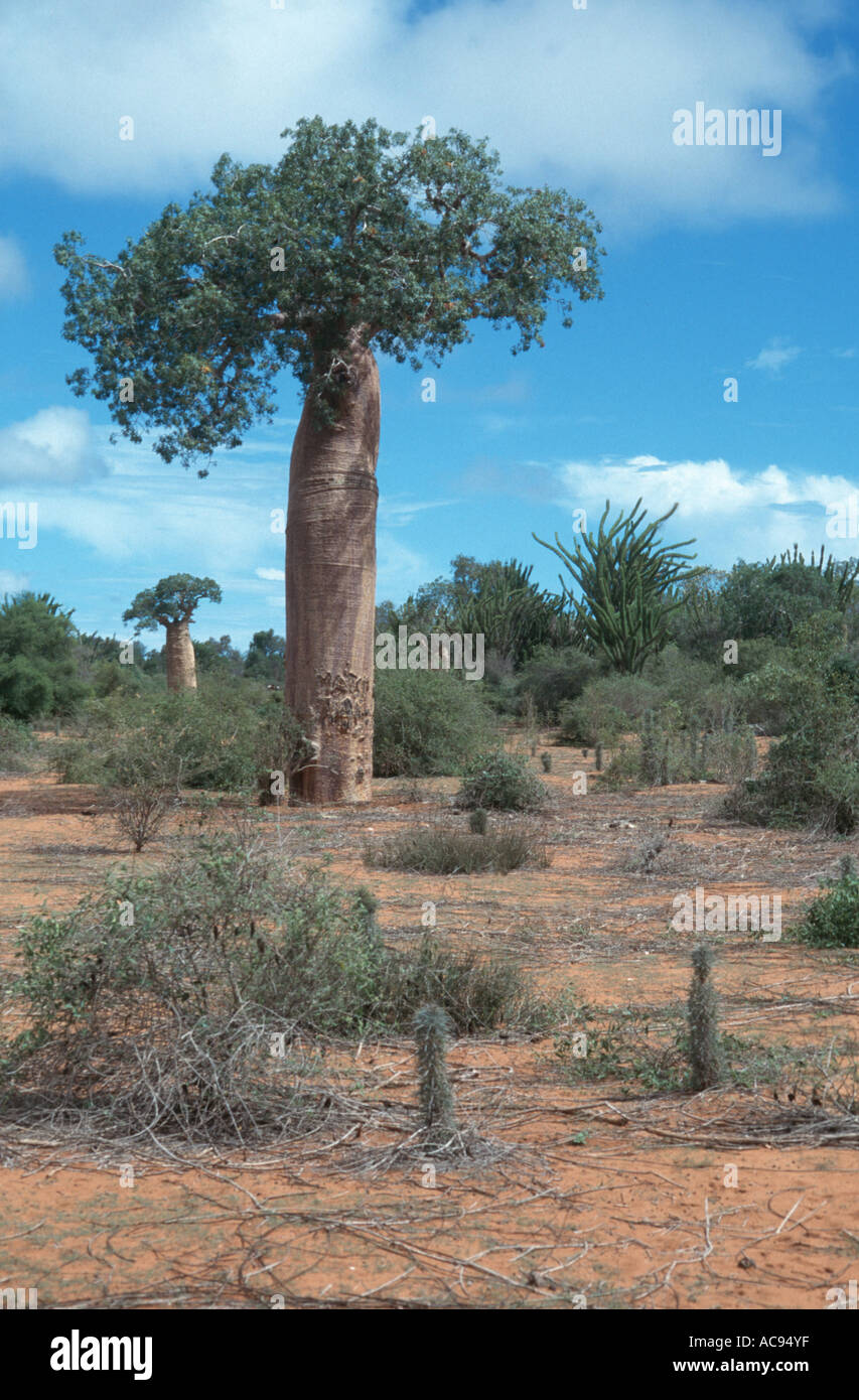 Monkey Tamarind Adansonia High Resolution Stock Photography and Images ...
