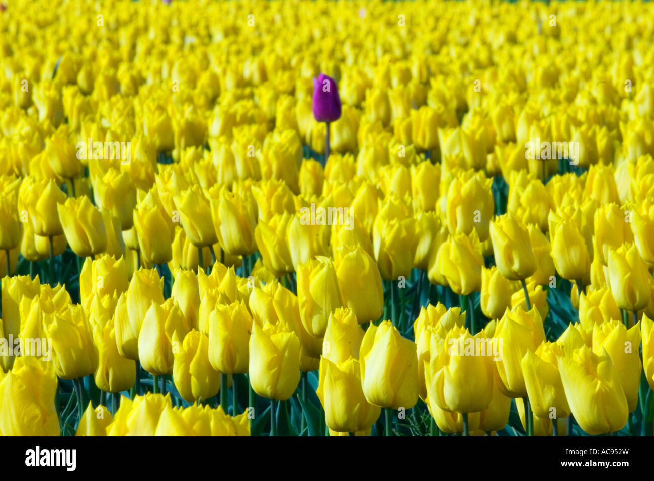 A single purple tulip in a sea of yellow tulips at the Skagit Valley ...