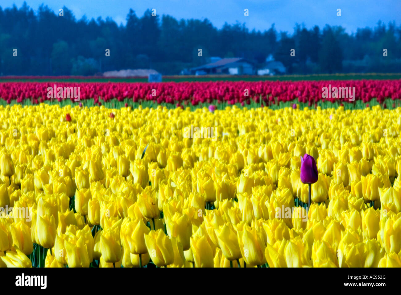 A field of yellow and red tulips at the Skagit Valley Tulip Festival in ...