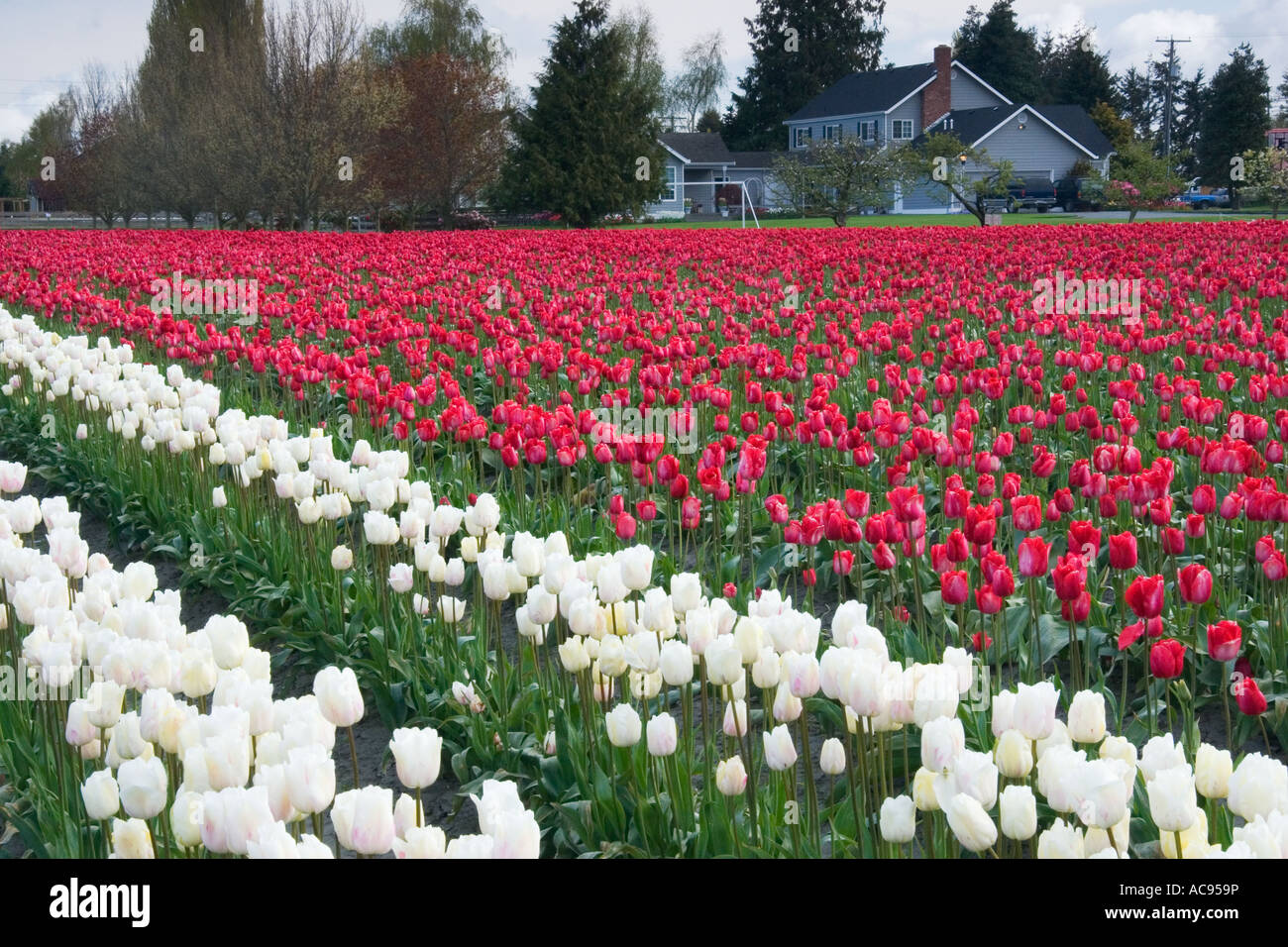 A field of red and white tulips at the Skagit Valley Tulip Festival in ...