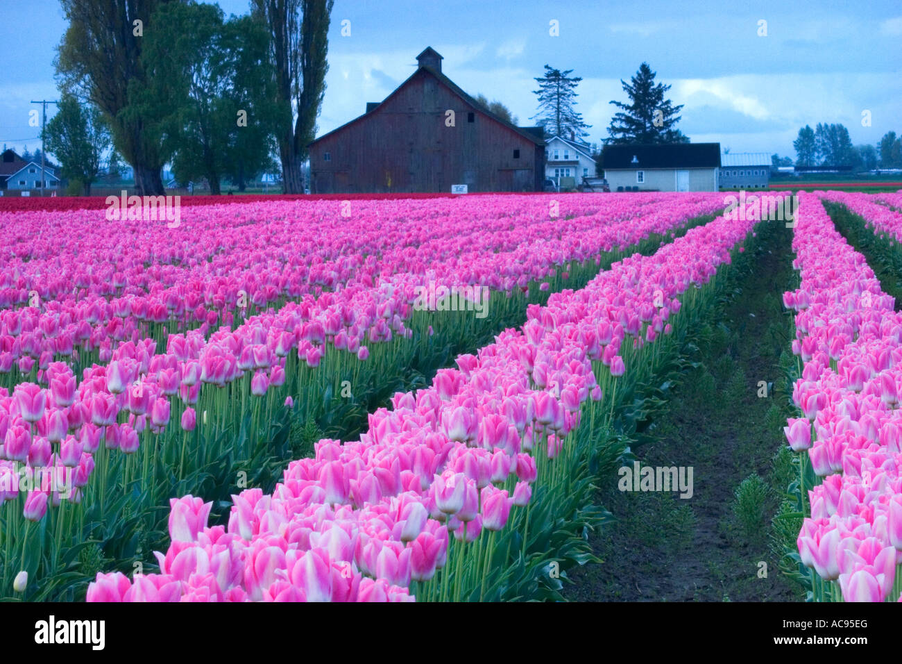 A field of pink tulips at the Skagit Valley Tulip Festival in Mount ...