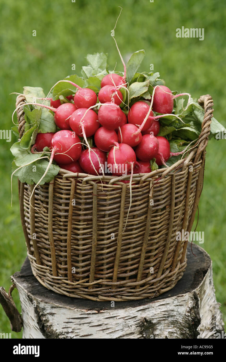 garden radish (Raphanus sativus), in basket Stock Photo - Alamy