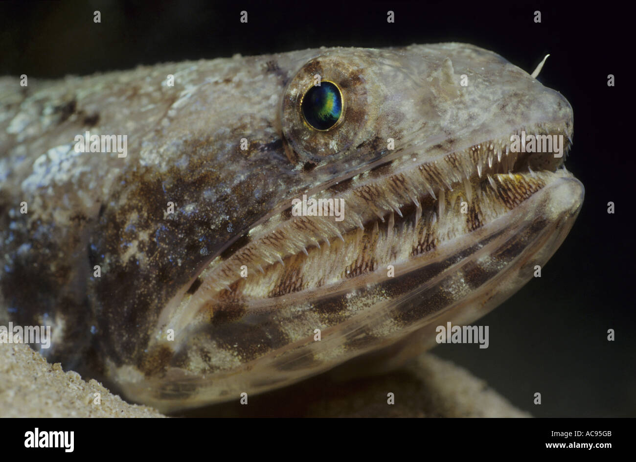 lizardfishes (Synodontidae), portrait, Jordan, Aqaba Stock Photo - Alamy