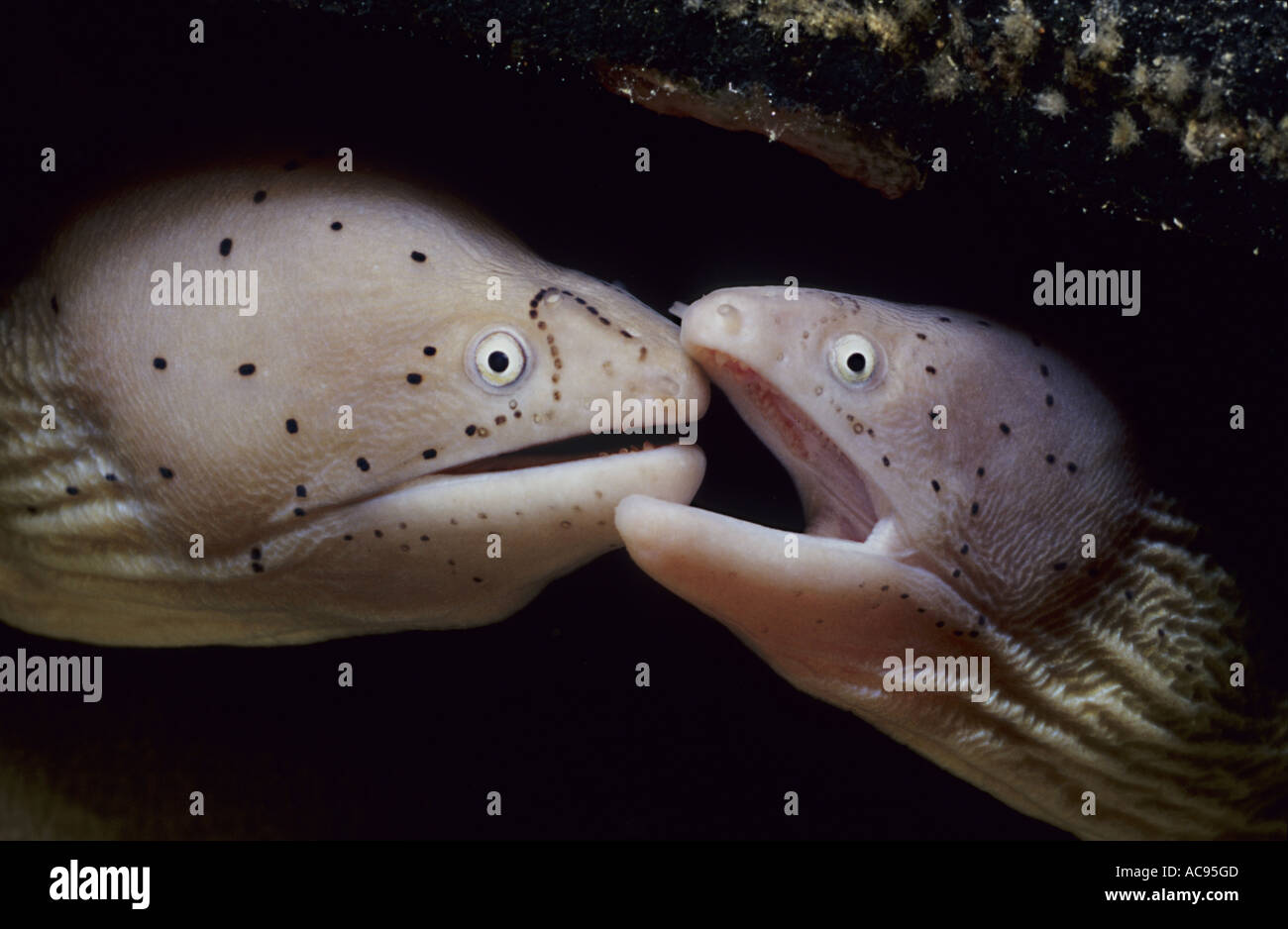 geometric moray (Siderea grisea), portrait of two morays, Jordan, Aqaba ...