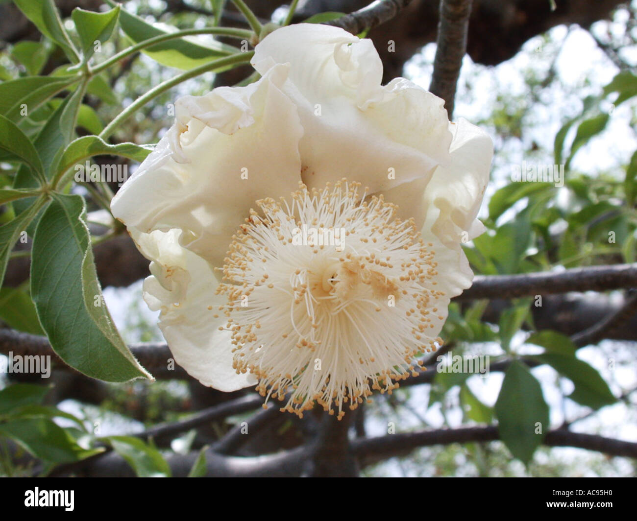 baobab, monkey bread, monkey tamarind (Adansonia digitata), flower ...