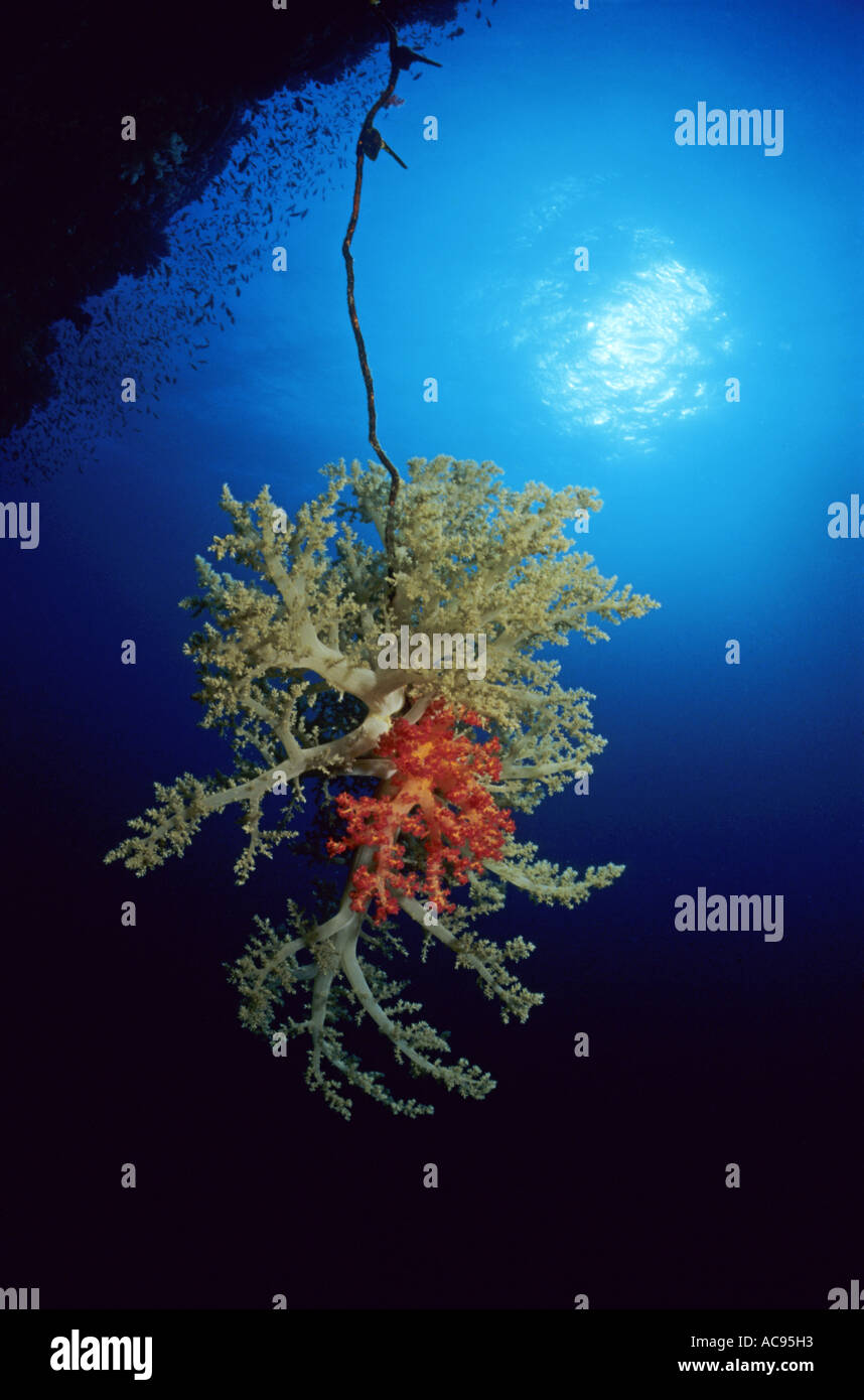 Alcyoniidae hi-res stock photography and images - Alamy