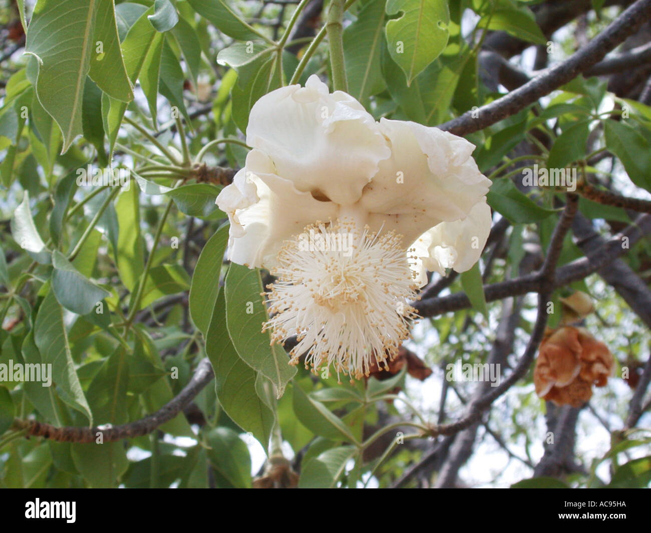 baobab, monkey bread, monkey tamarind (Adansonia digitata), flower ...