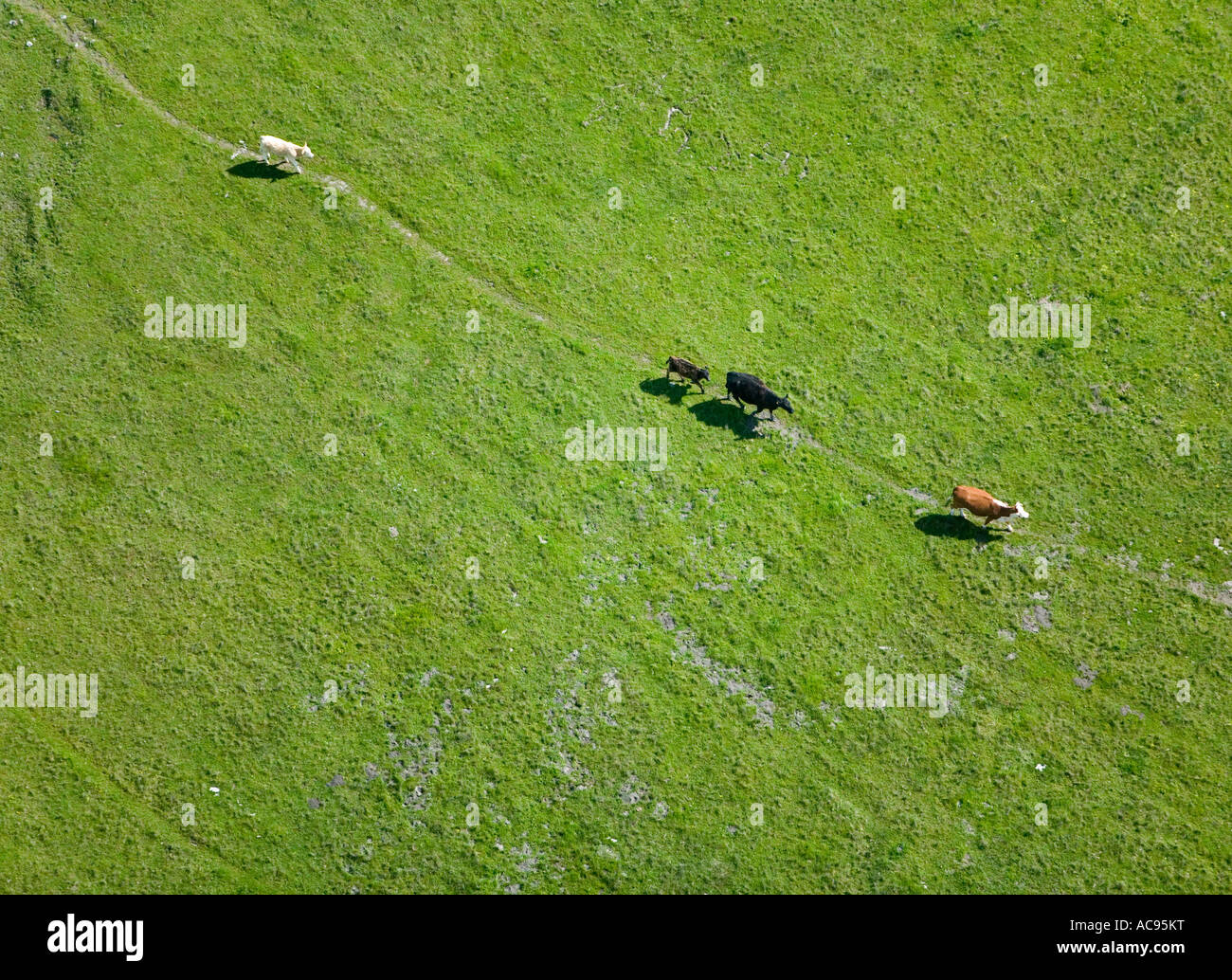 aerial view above Sonoma county California dairy cows in spring Stock ...