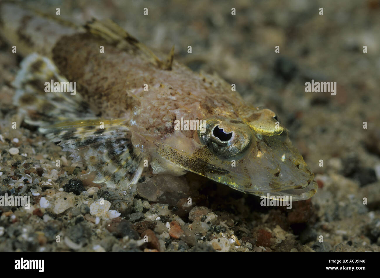 sandperches (Pinguipedidae, Parapercidae), on sea ground swimming ...