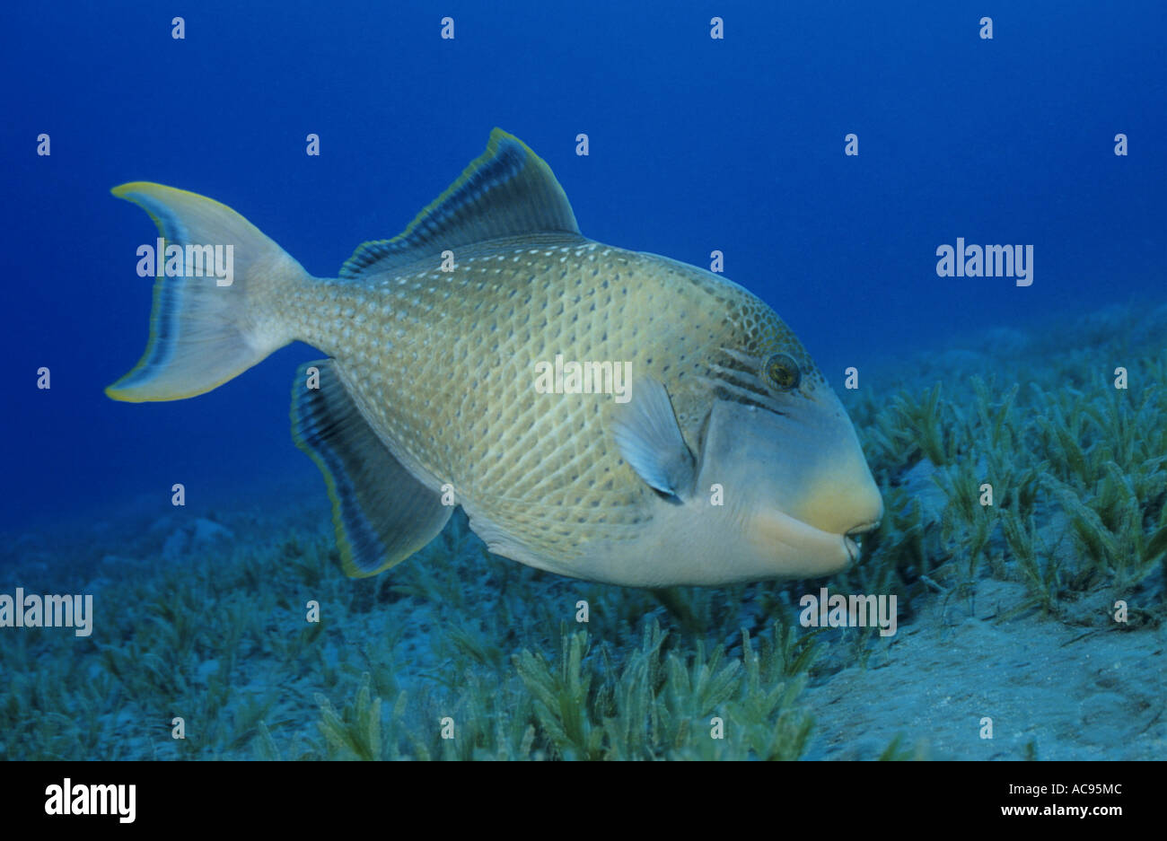 yellowmargin triggerfish (Pseudobalistes flavimarginatus), searching ...