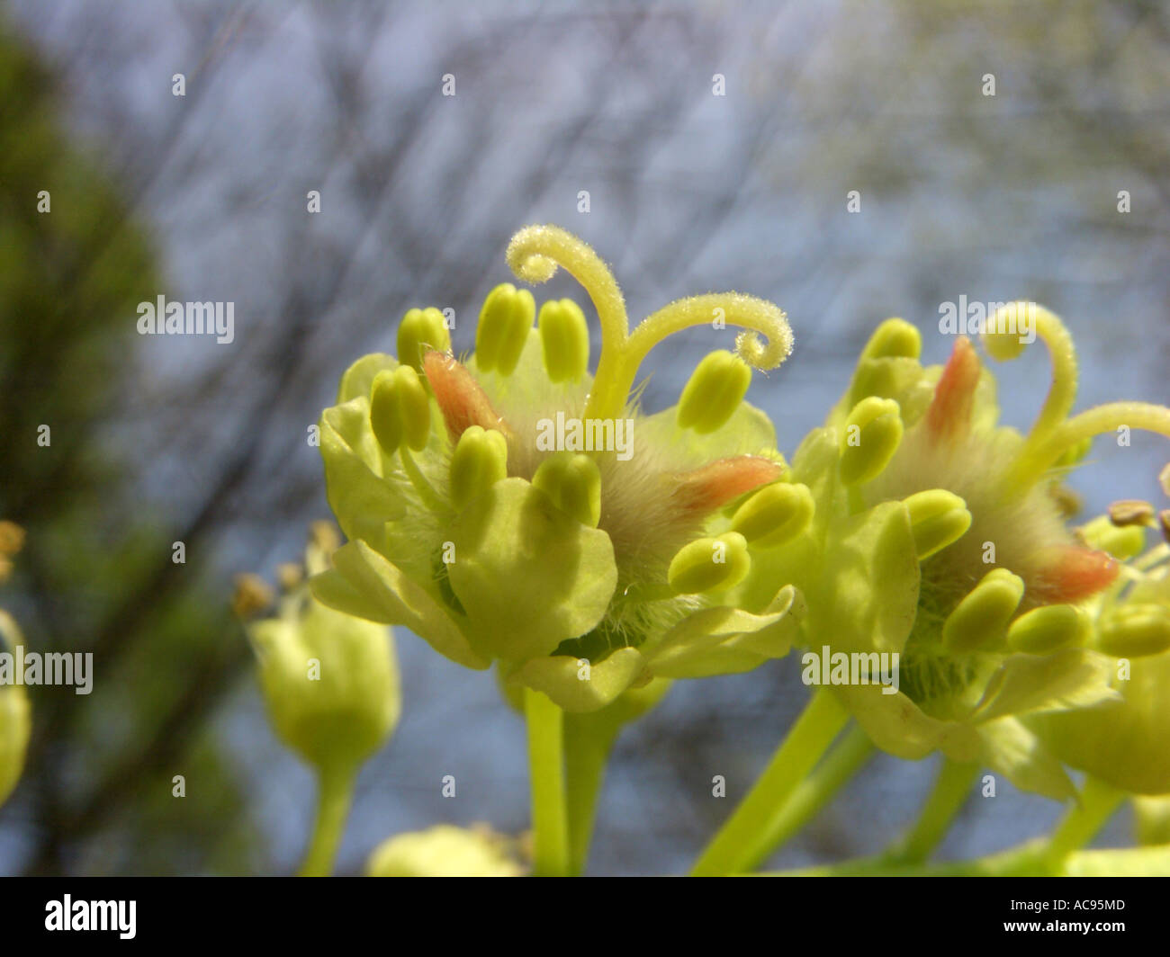 bigleaf maple, Oregon maple, common maple (Acer macrophyllum), flower ...