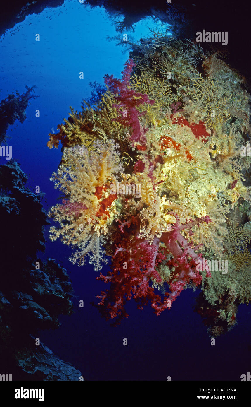 Alcyoniidae hi-res stock photography and images - Alamy